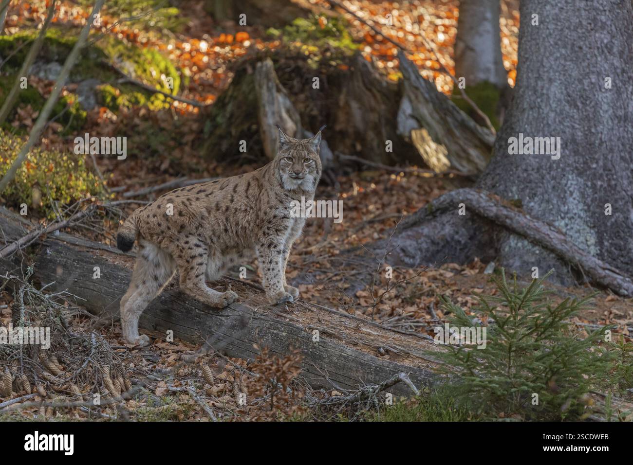 One Eurasian lynx, (Lynx lynx), walking on a fallen tree. Side view ...