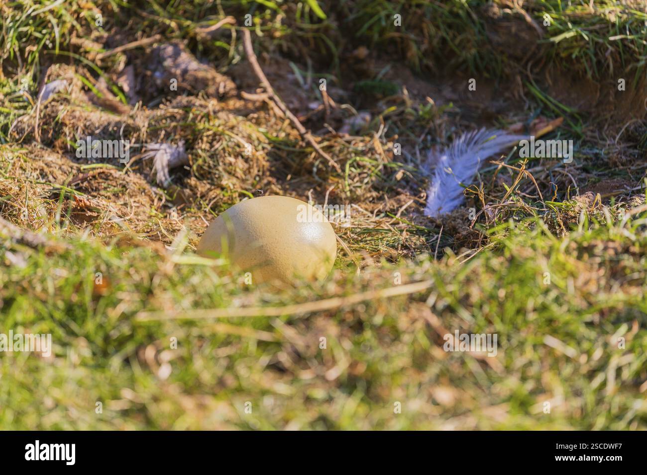 One greater rhea egg, Rhea americana, lies in the ground nest on a ...