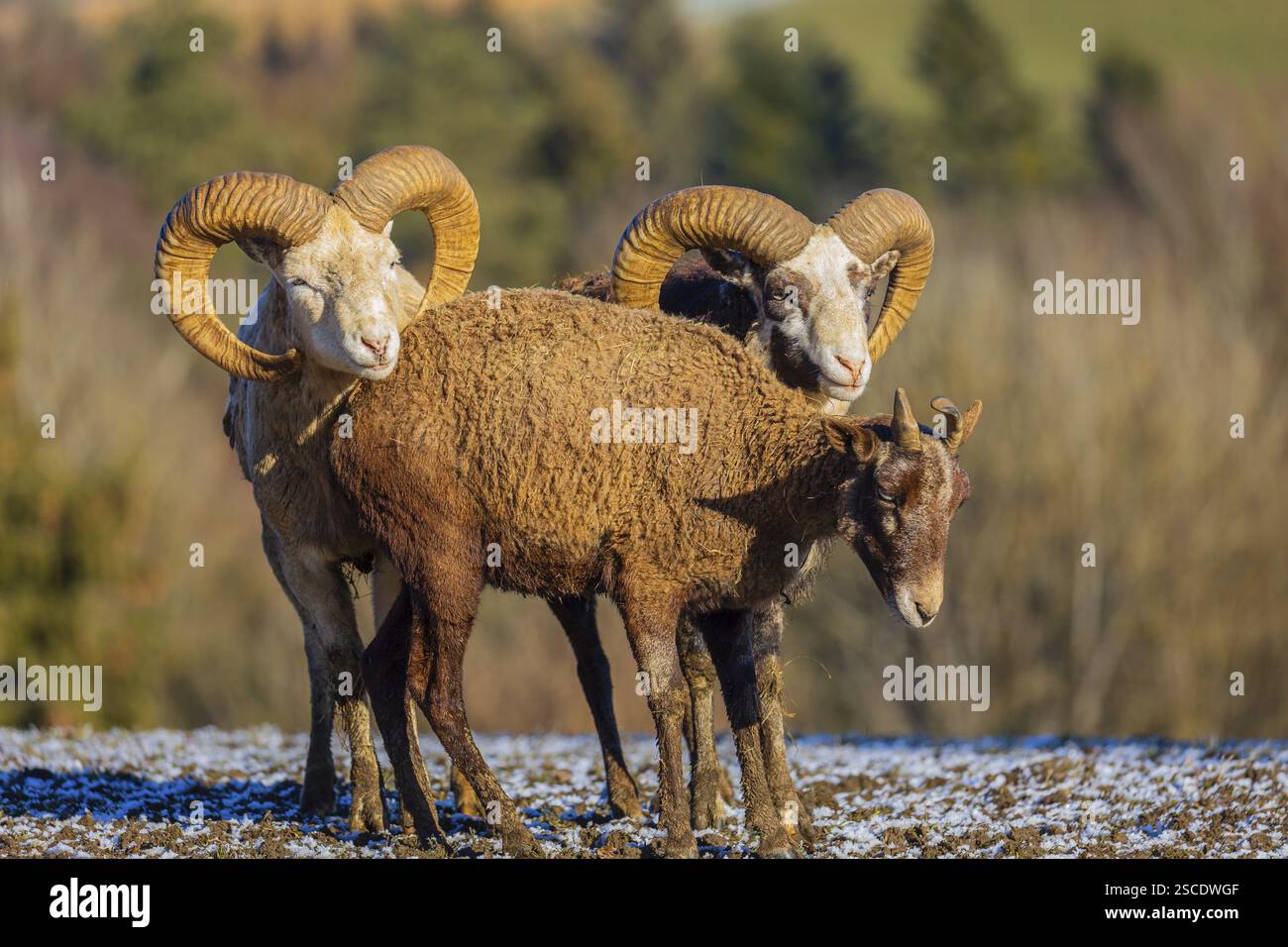 Three snow sheep (Ovis nivicola), or Siberian bighorn sheep stand on a ...