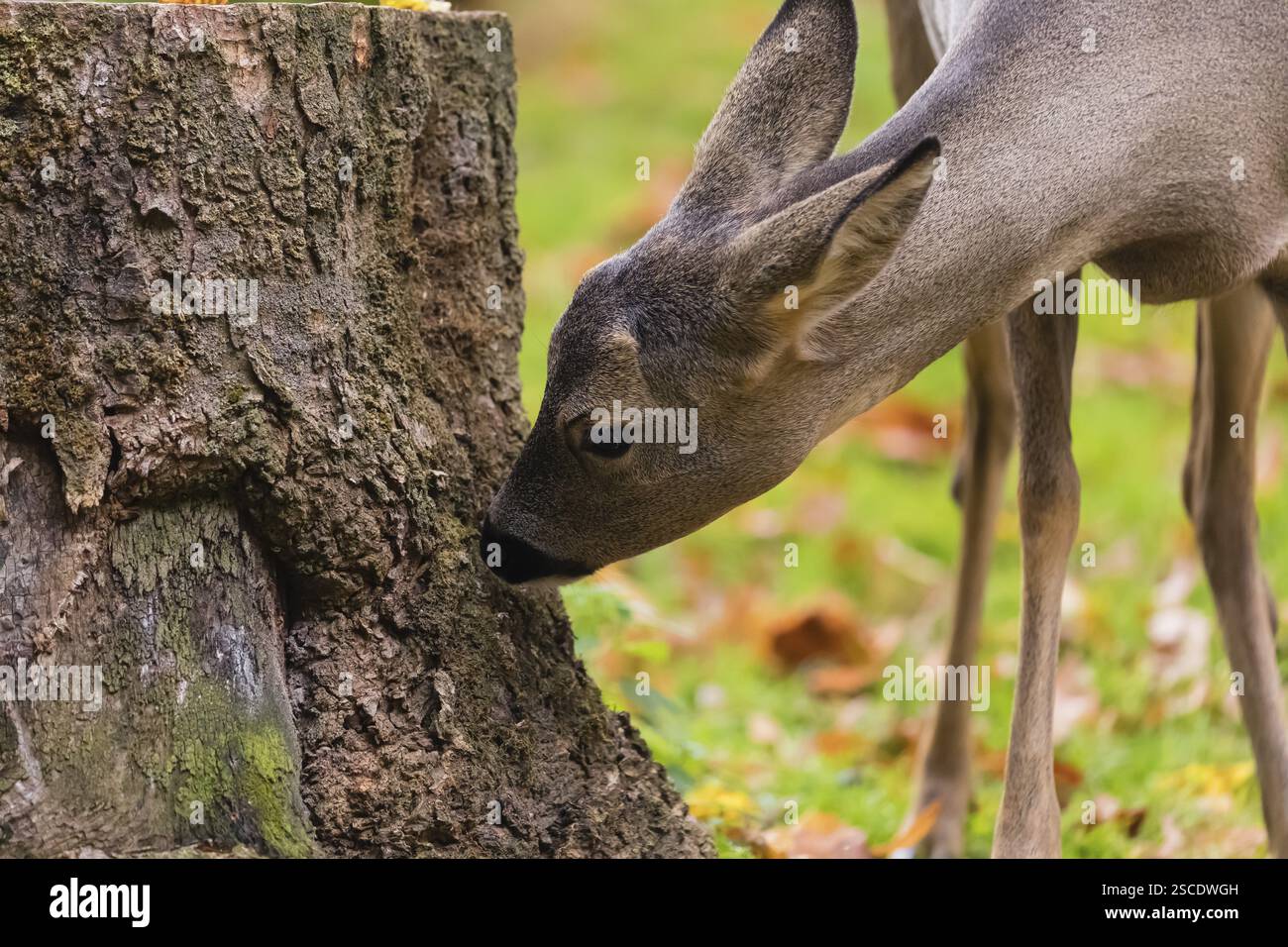 One female Roe Deer, (Capreolus capreolus), nibbles moss from a tree stump Stock Photo - Alamy