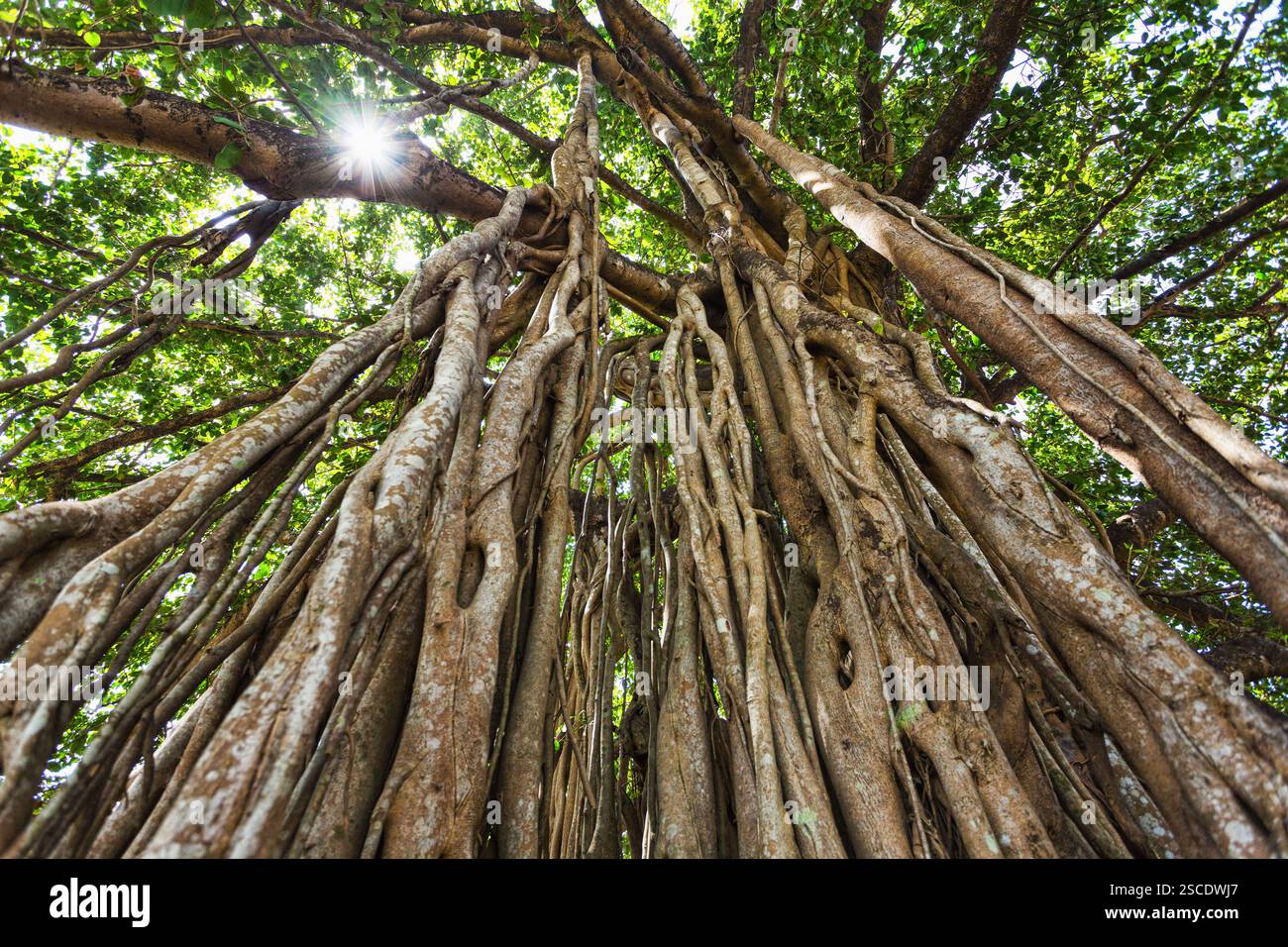 the sacred tree in the jungle. India. Goa Stock Photo - Alamy