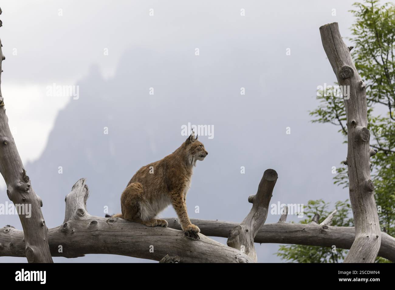 One Eurasian lynx, (Lynx lynx), standing high in a dead tree log ...