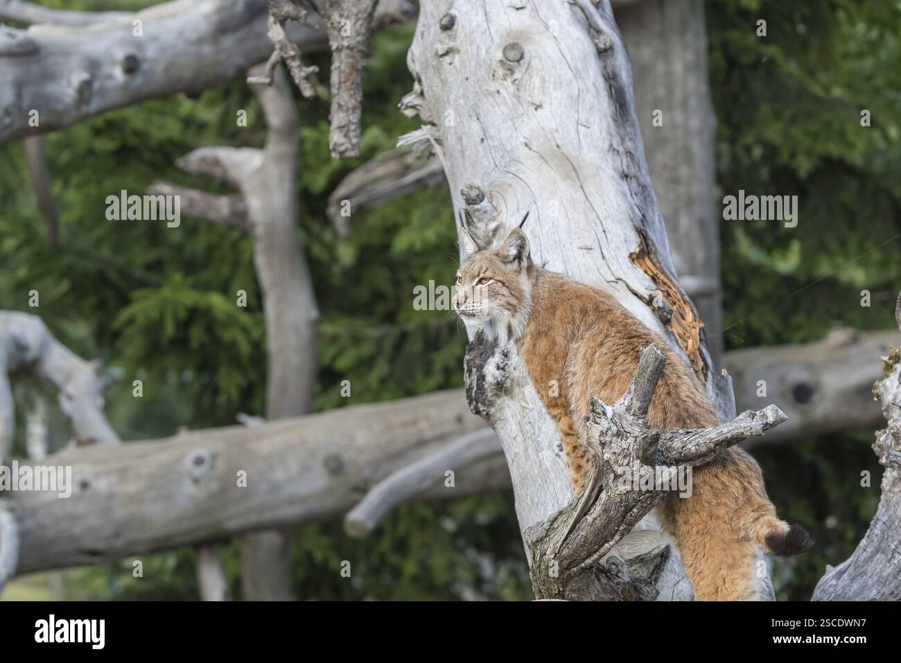 One Eurasian lynx, (Lynx lynx), climbing up on a fallen tree. Side view ...