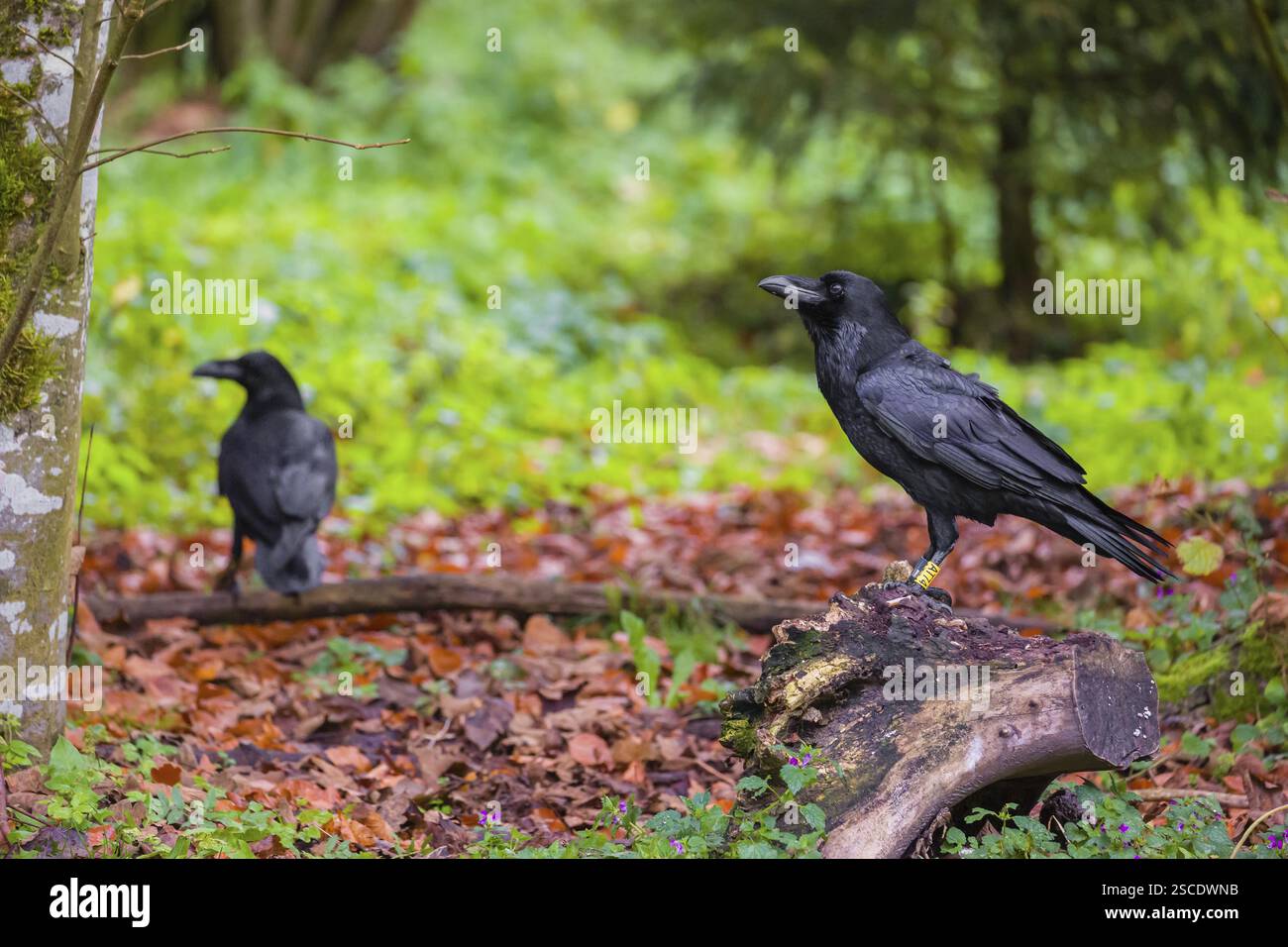 Edgeon hi-res stock photography and images - Alamy