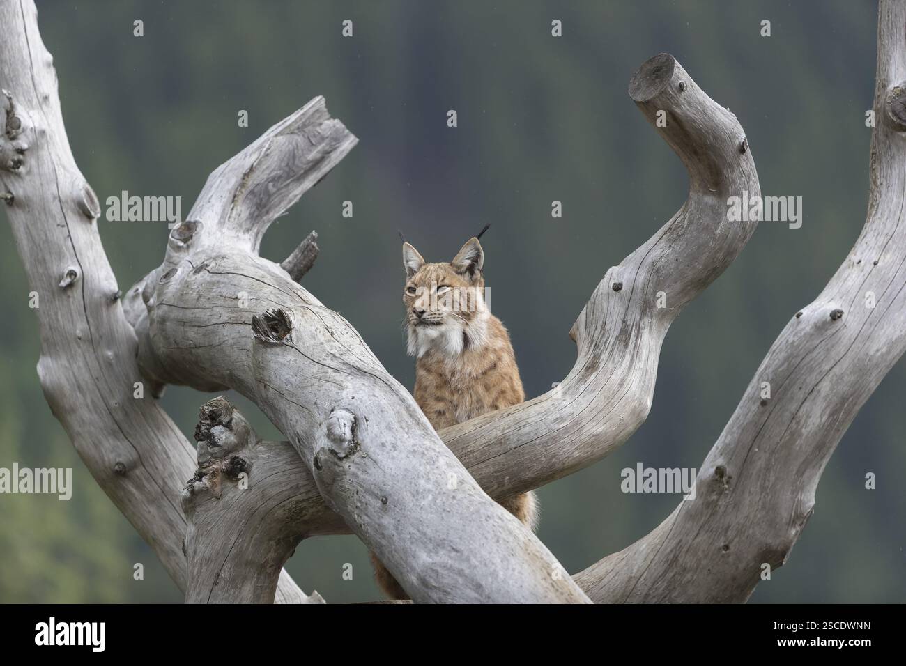 One Eurasian lynx, (Lynx lynx), standing high in a dead tree log ...