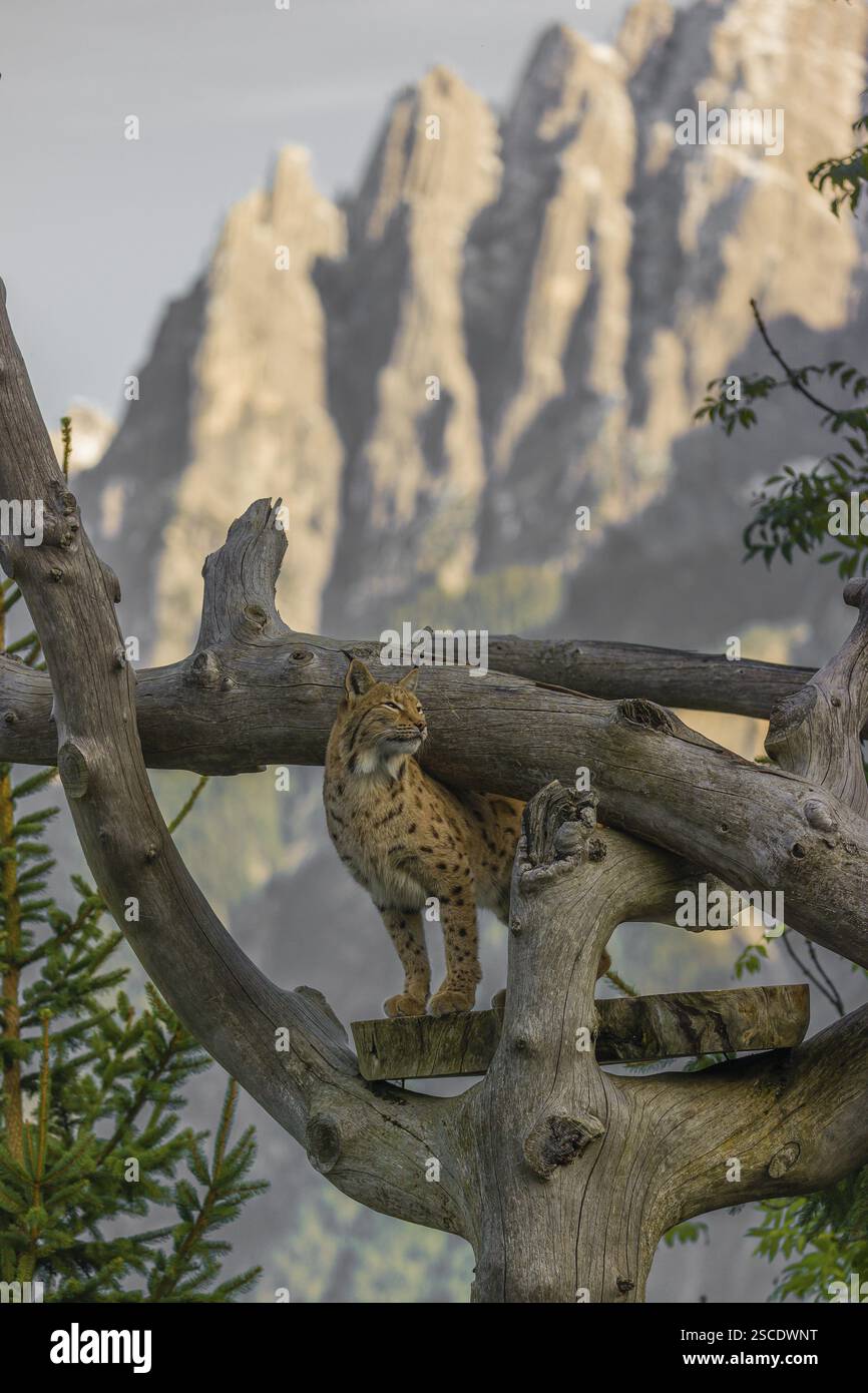 One Eurasian lynx, (Lynx lynx), stands high up on a dead tree. Frontal ...
