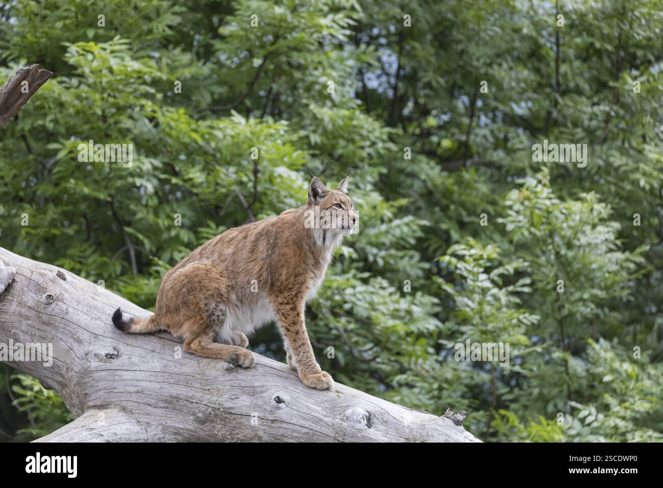 One Eurasian lynx, (Lynx lynx), resting high in a dead tree log. Forest ...
