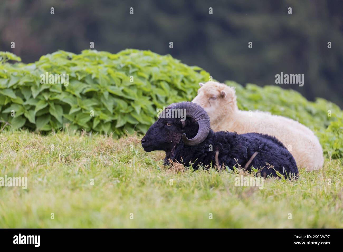A black male and a white female Ouessant sheep, Ovis ammon aries, rest ...