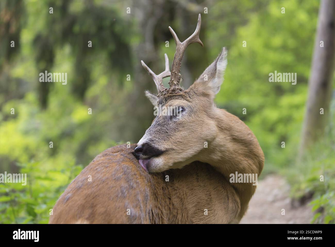 One male Roe Deer, Roe buck (Capreolus capreolus), walking on the ...