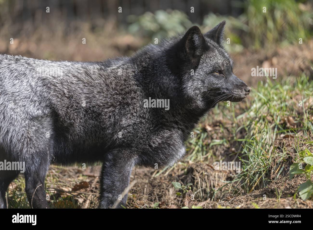 One silver fox (Vulpes vulpes) standing on a green meadow looking for ...