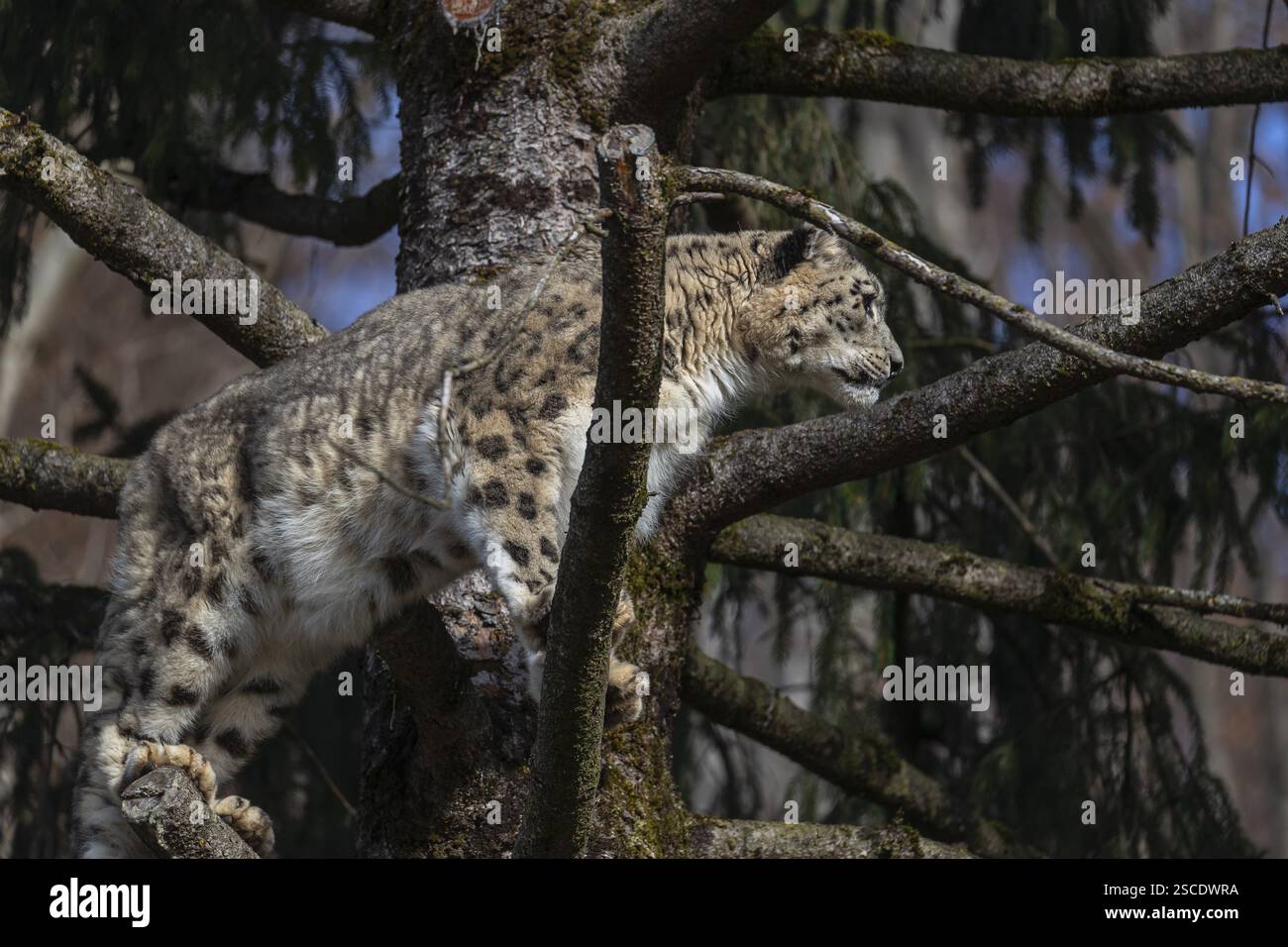 One adult snow leopard (Panthera uncia) standing high up in a tree ...