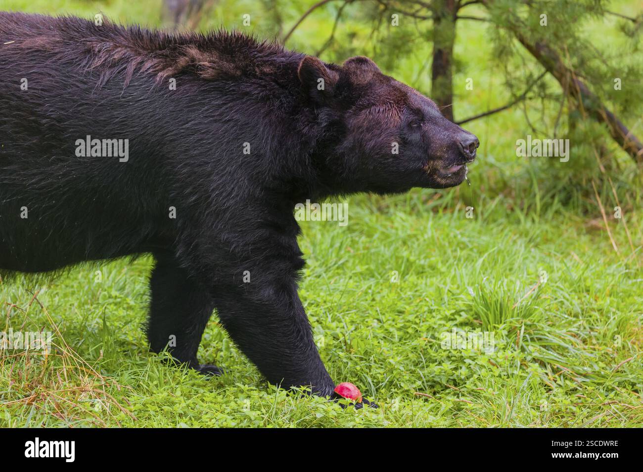 An American black bear (Ursus americanus), black bear or baribal stands ...