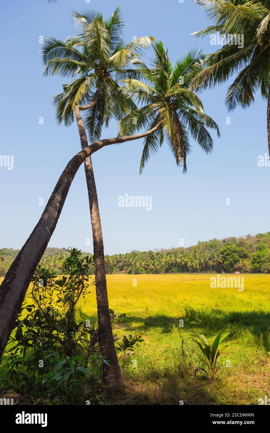 Green palm trees against the blue sky and meadows in Goa Stock Photo ...