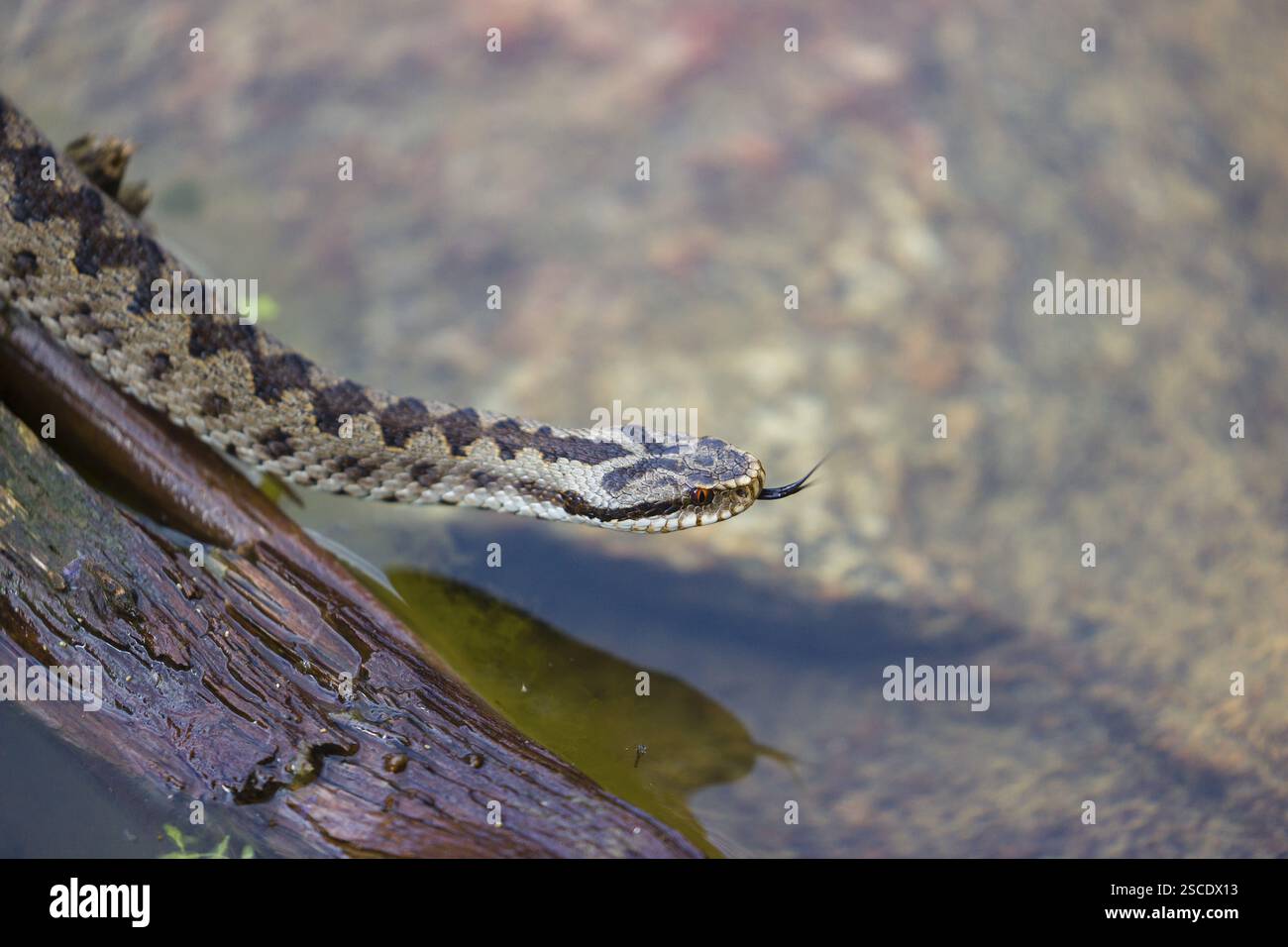 One Vipera berus, the common European adder or common European viper ...