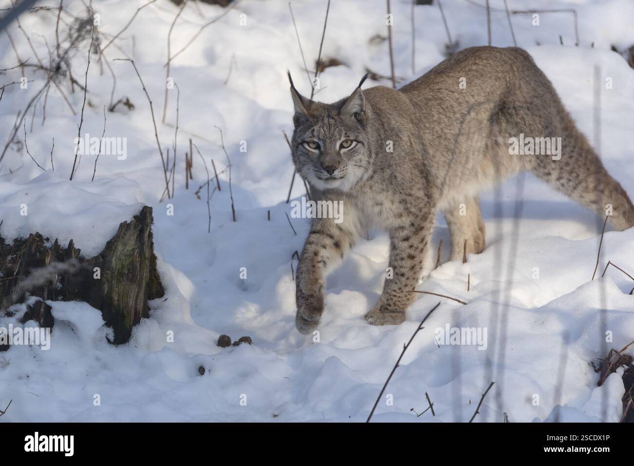 One Eurasian lynx, Lynx lynx, walking in snow covered forest on hilly ...