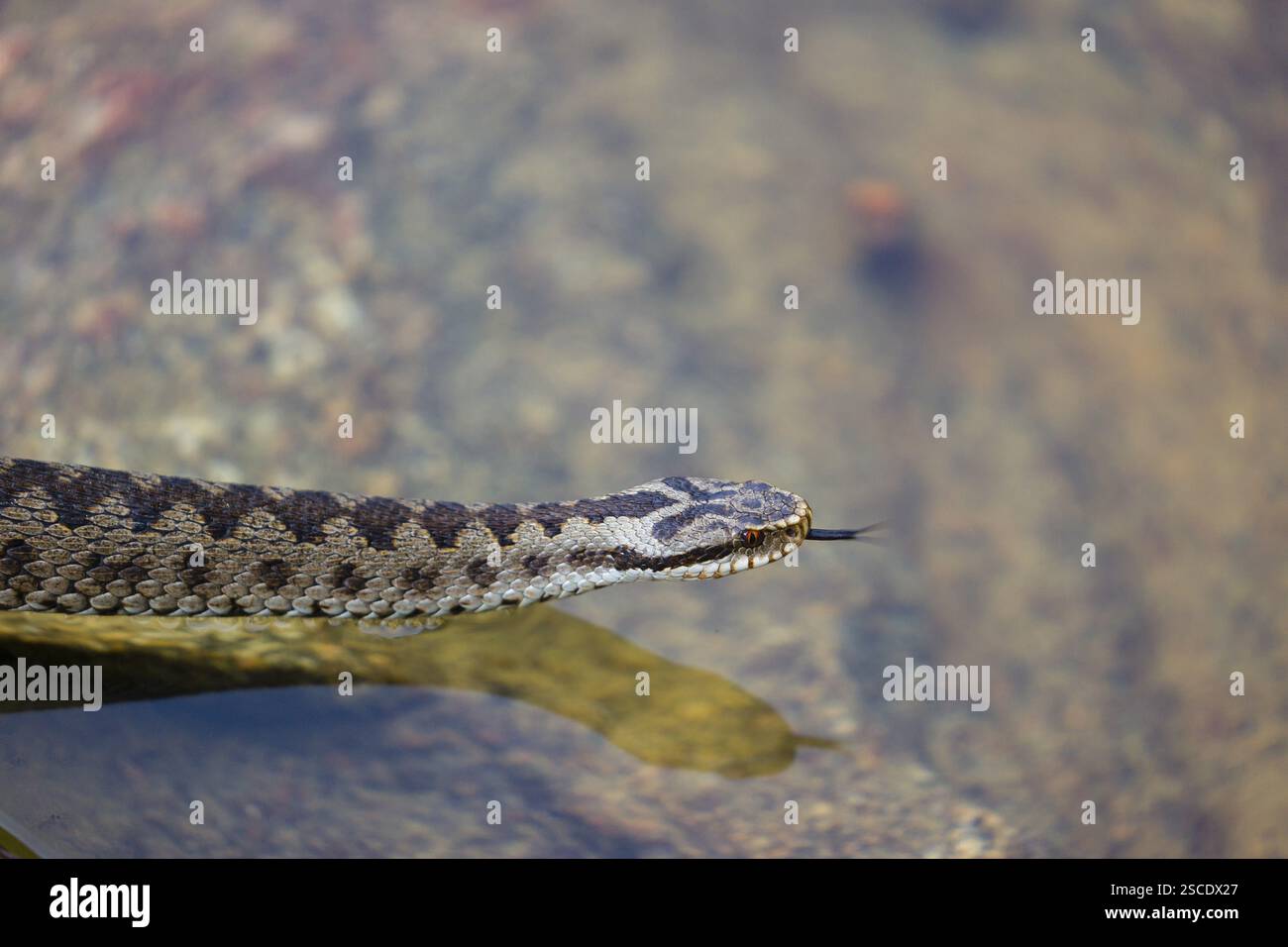 One Vipera berus, the common European adder or common European viper ...