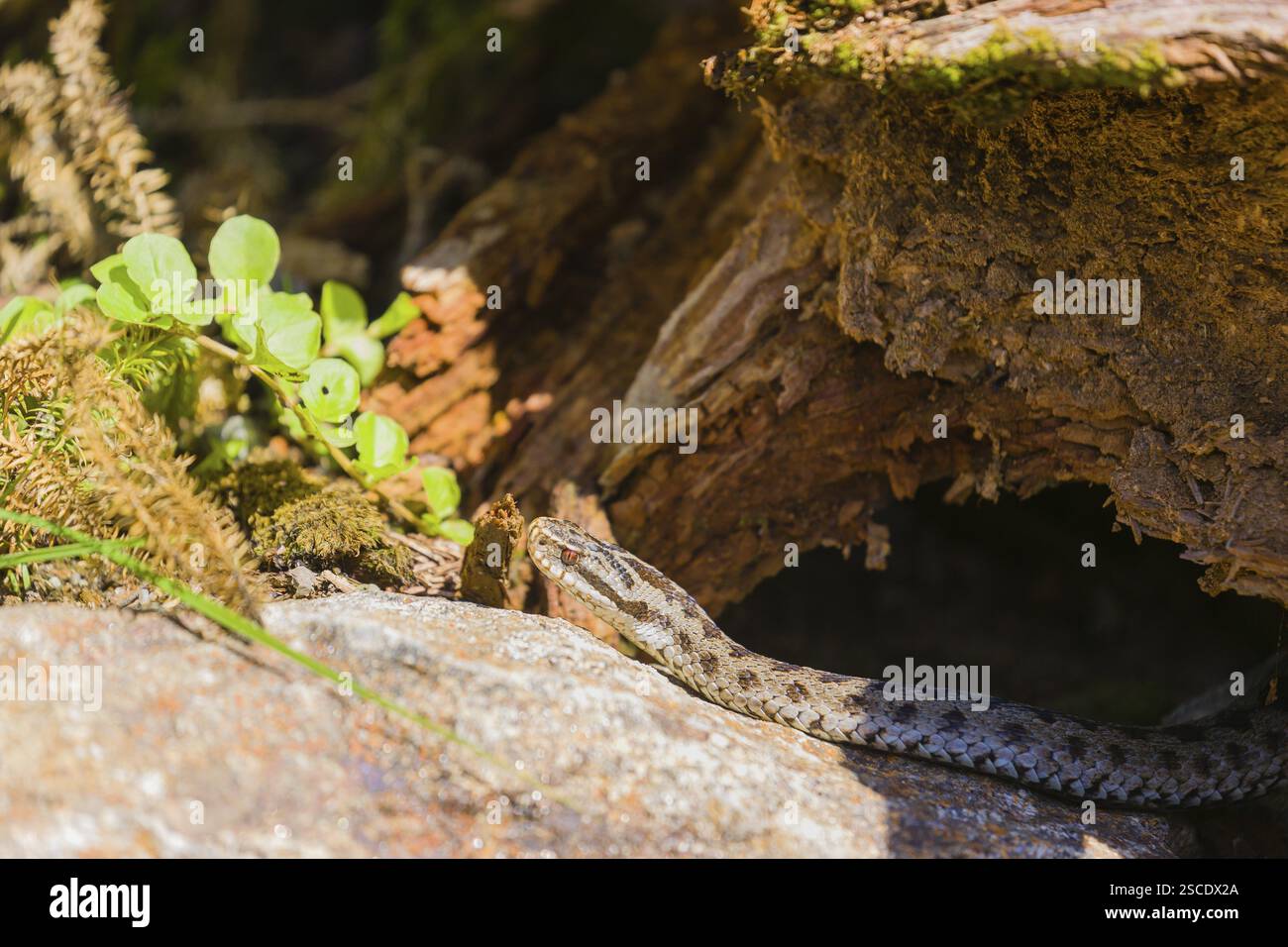 One Vipera berus, the common European adder or common European viper ...