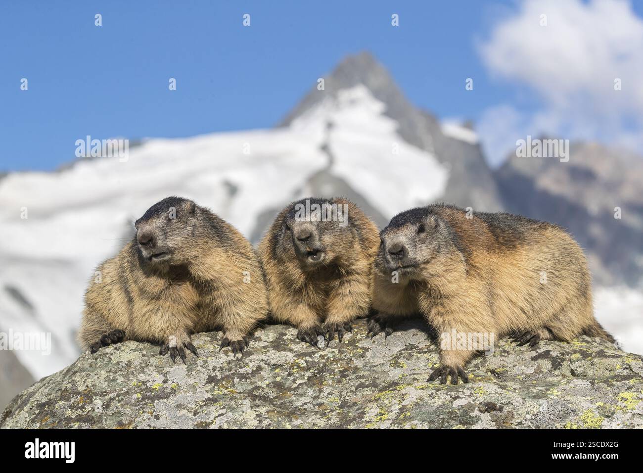 Group of Alpine Marmots, Marmota marmota, sideview portrait in early morning light ...