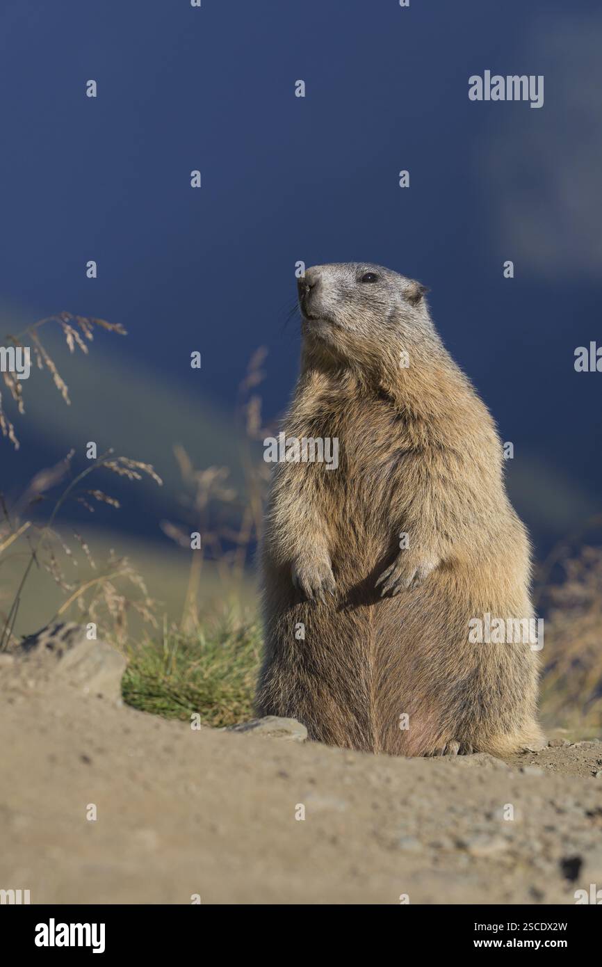 One adult Alpine Marmot, Marmota marmota, sitting erected on a rim of a soil, observing his ...