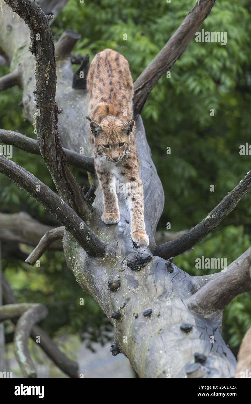 One Eurasian lynx, (Lynx lynx), walking down on a fallen tree. Side ...