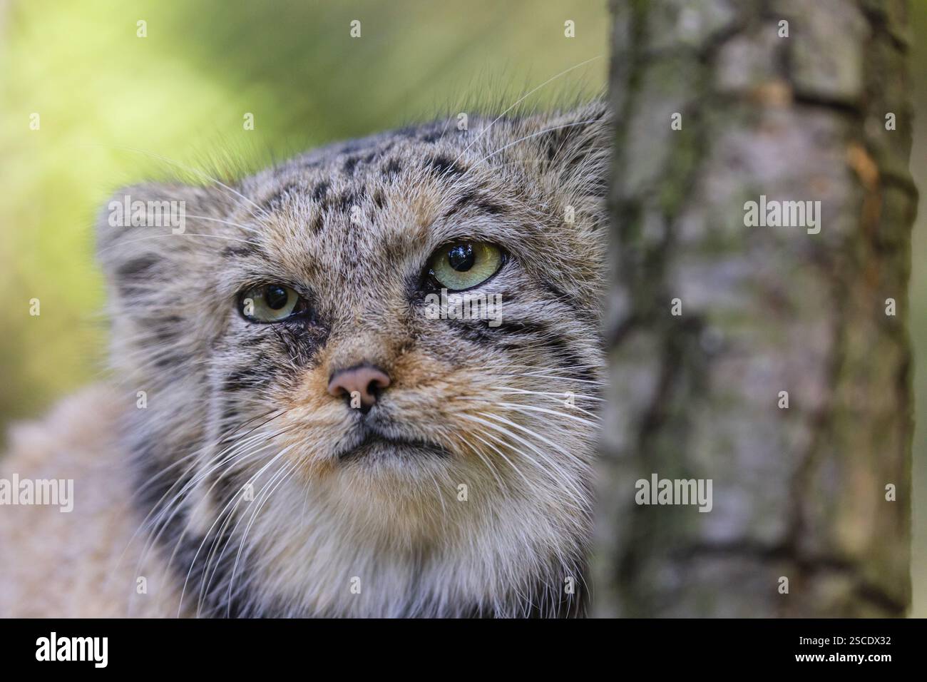 Portrait of a Pallas's cat (Otocolobus manul) or Manul. Least concern ...