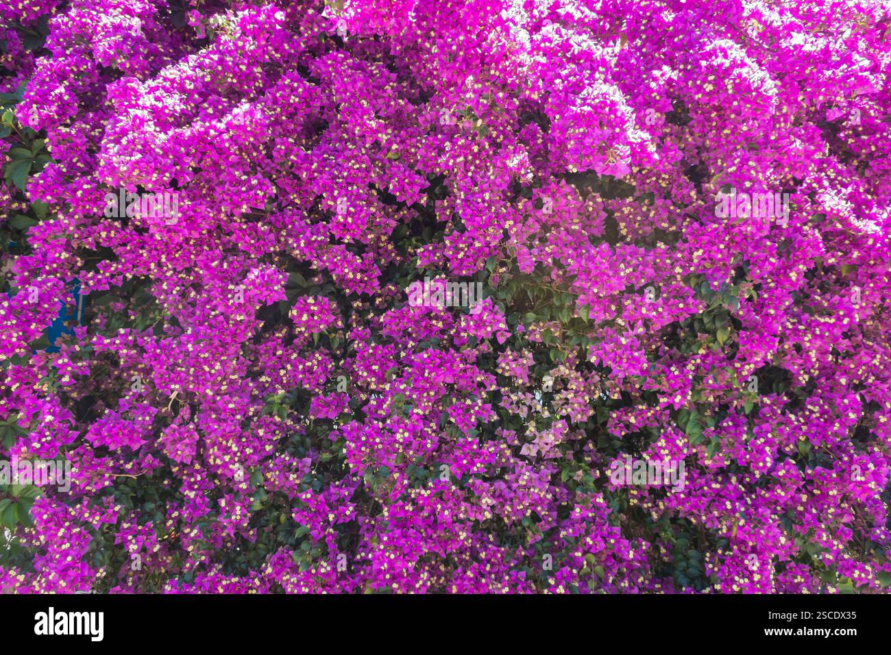 Lilac Bougainvillea flowers on the streets in Turkey Stock Photo - Alamy