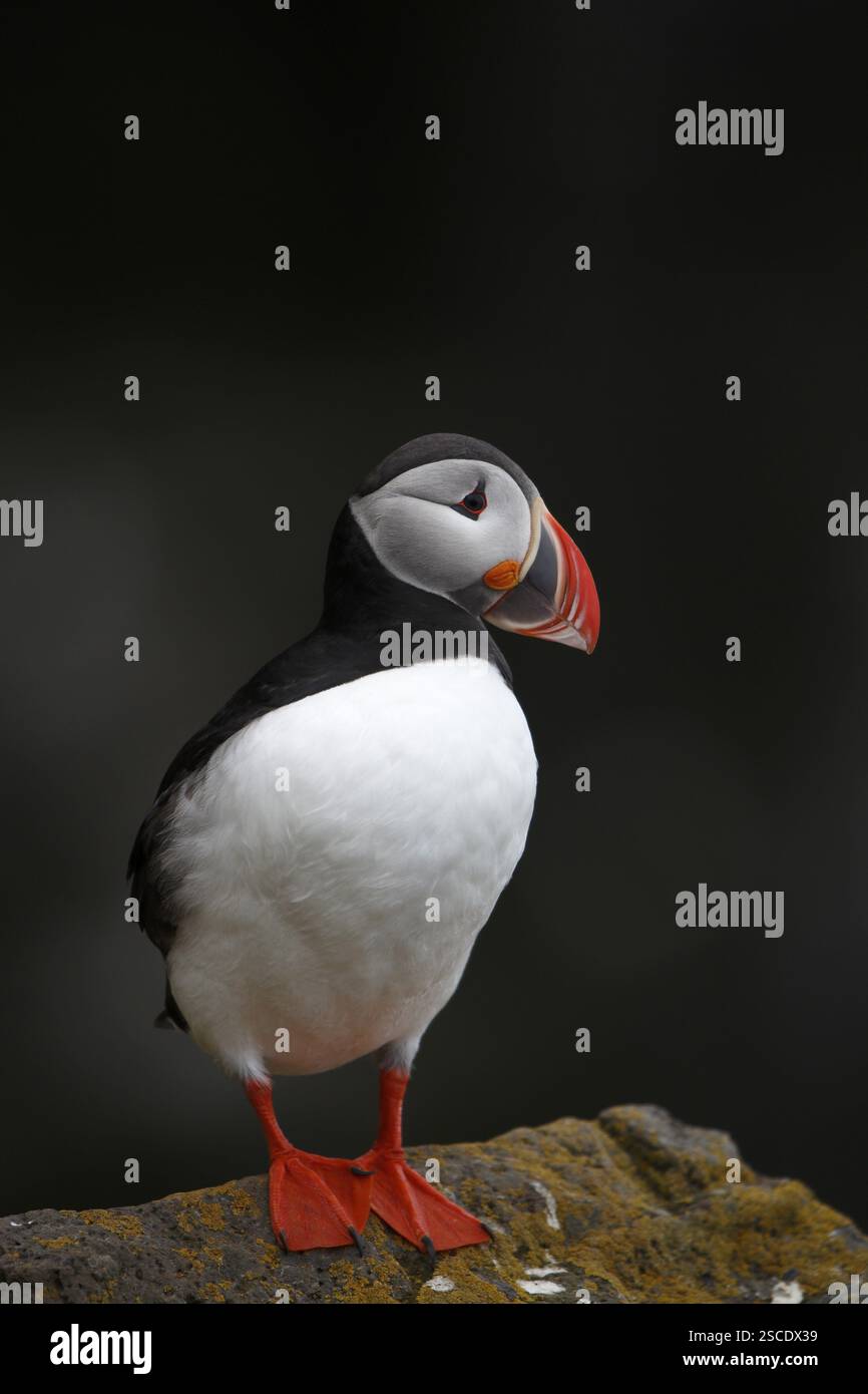 Atlantic Puffin, Common Puffin. Fratercula arctica, at the cliffs of ...