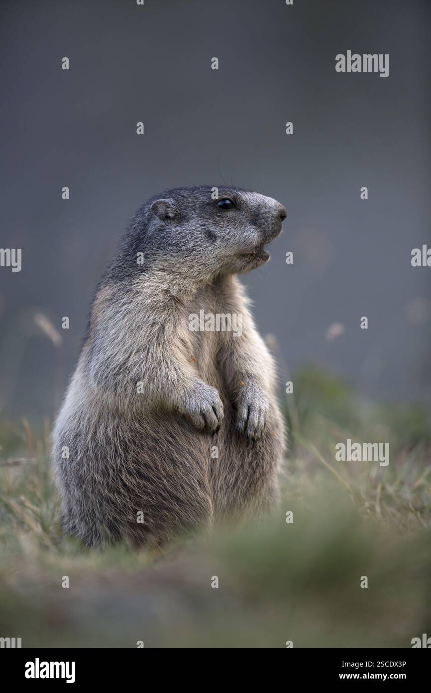 One young Alpine Marmot, Marmota marmota, sitting erected ...