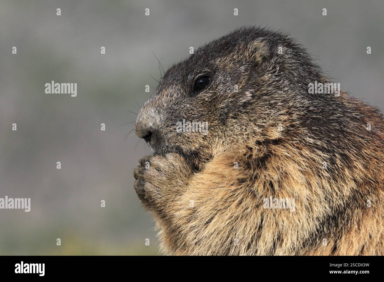One adult Alpine Marmot, Marmota marmota, feeding on something. Closeup Stock Photo - Alamy
