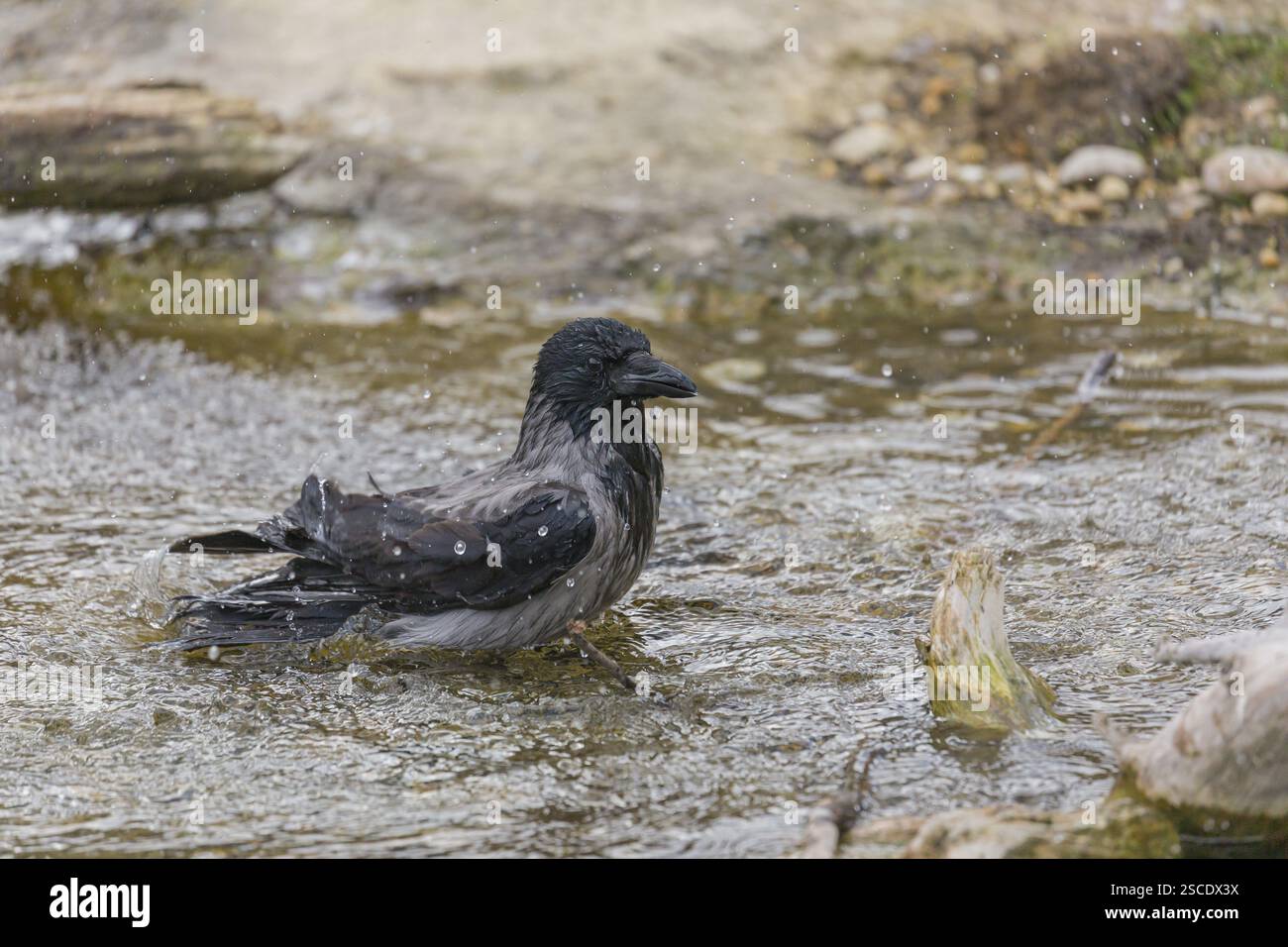 One adult carrion crow, Corvus corone, taking a splashing bath in a ...