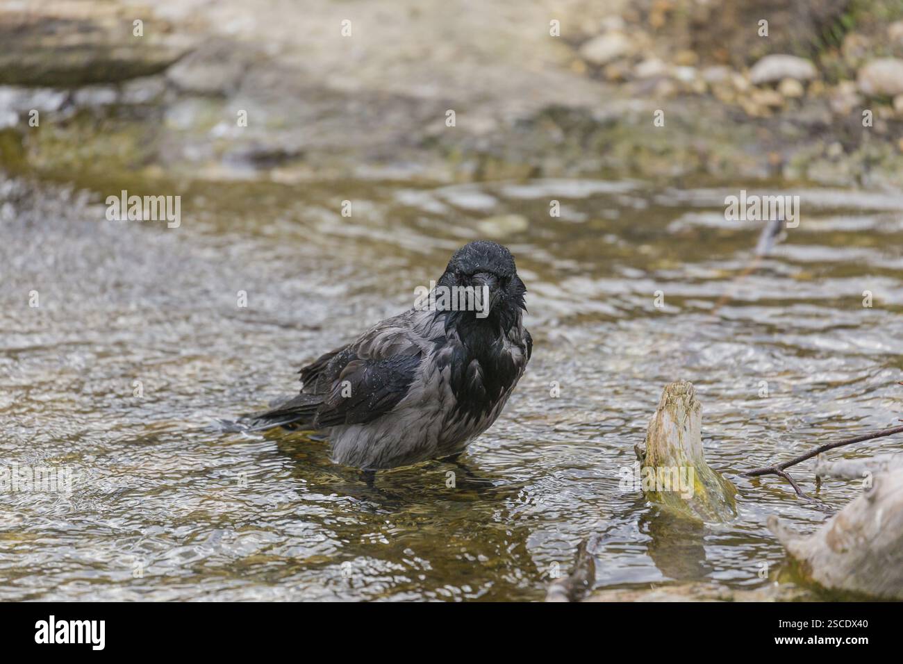 One adult carrion crow, Corvus corone, taking a splashing bath in a ...