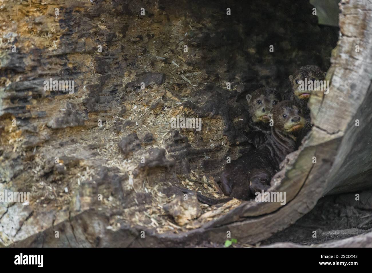 Four giant otter or giant river otter cubs (Pteronura brasiliensis), 2 ...
