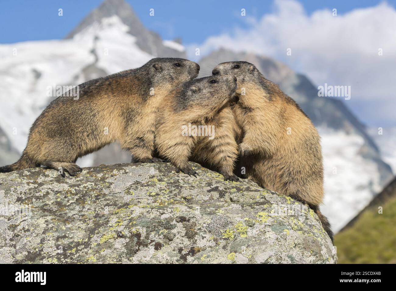Group of Alpine Marmots, Marmota marmota, sideview portrait in early ...