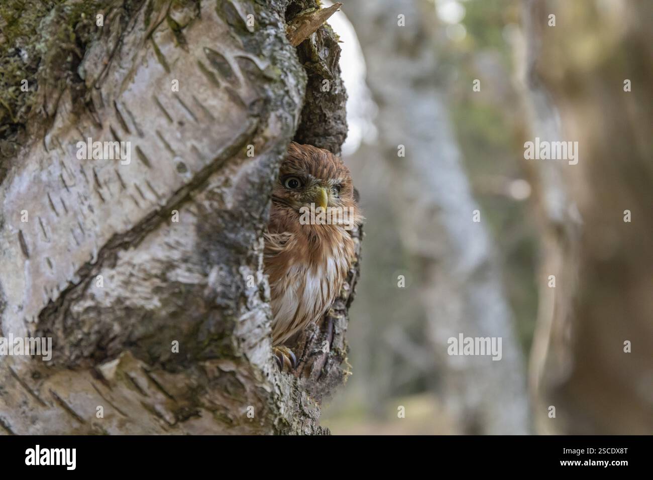 One East Brazilian pygmy owl (Glaucidium minutissimum), also known as ...
