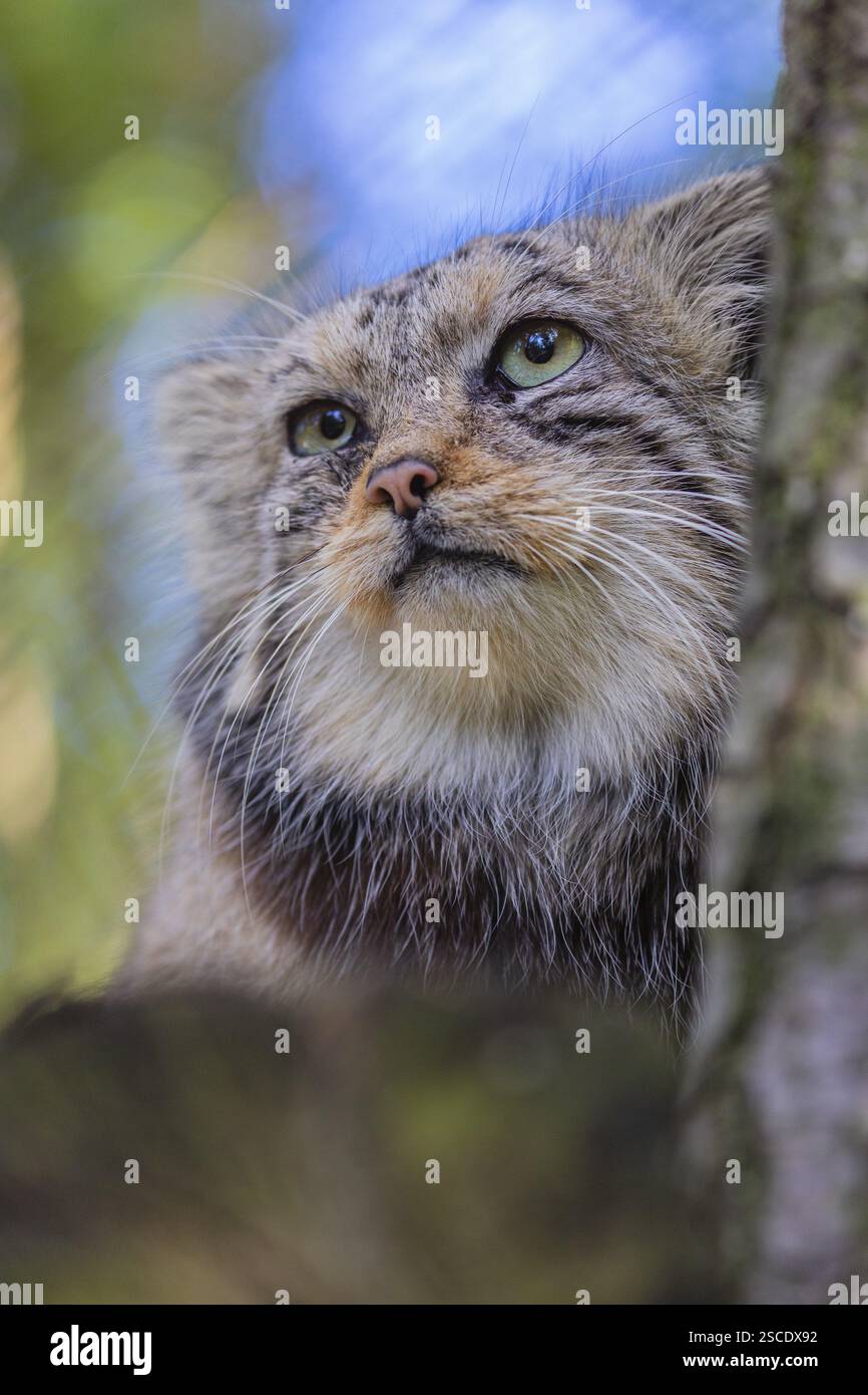 Portrait of a Pallas's cat (Otocolobus manul) or Manul. Least concern ...