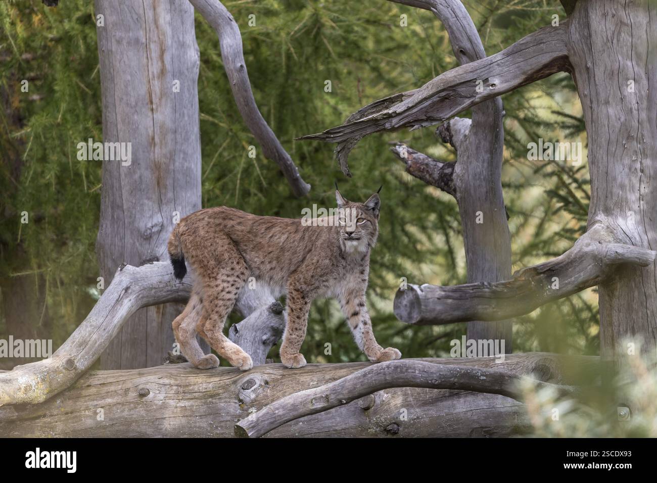 One Eurasian lynx, (Lynx lynx), walking on a fallen tree. Side view ...