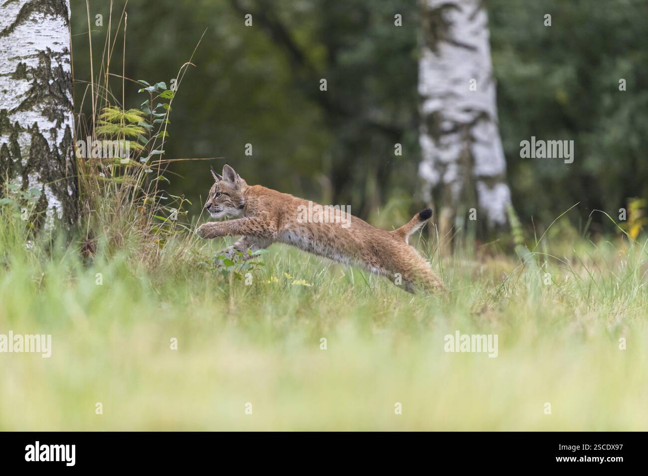 One young Eurasian lynx, (Lynx lynx), jumping on a meadow. Green ...