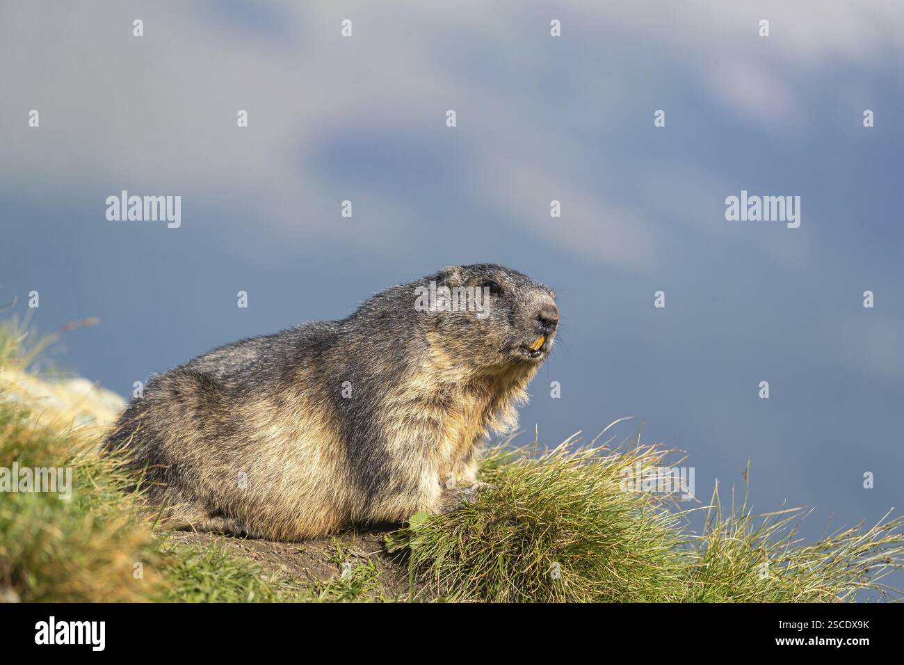 One adult Alpine Marmot, Marmota marmota resting on a grassy rim. A mountain in the distant ...