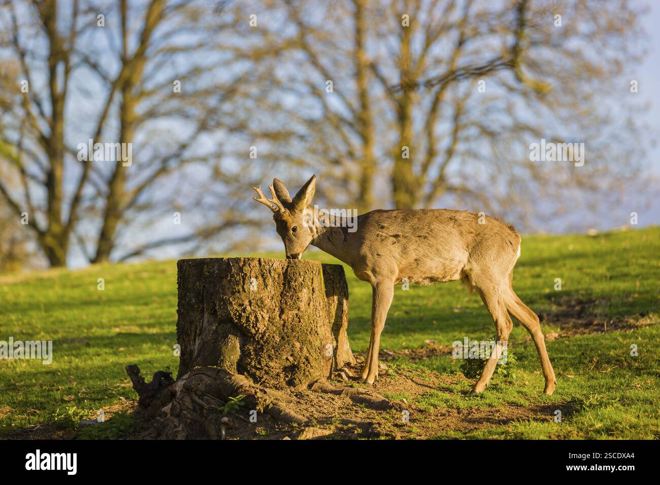 One Roebuck (Capreolus capreolus), nibbles moss from a tree stump Stock ...