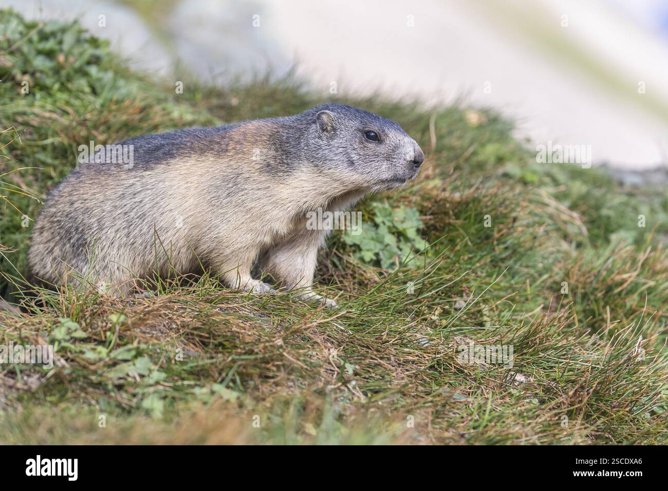 One young Alpine Marmot, Marmota marmota, sitting in front of his den ...