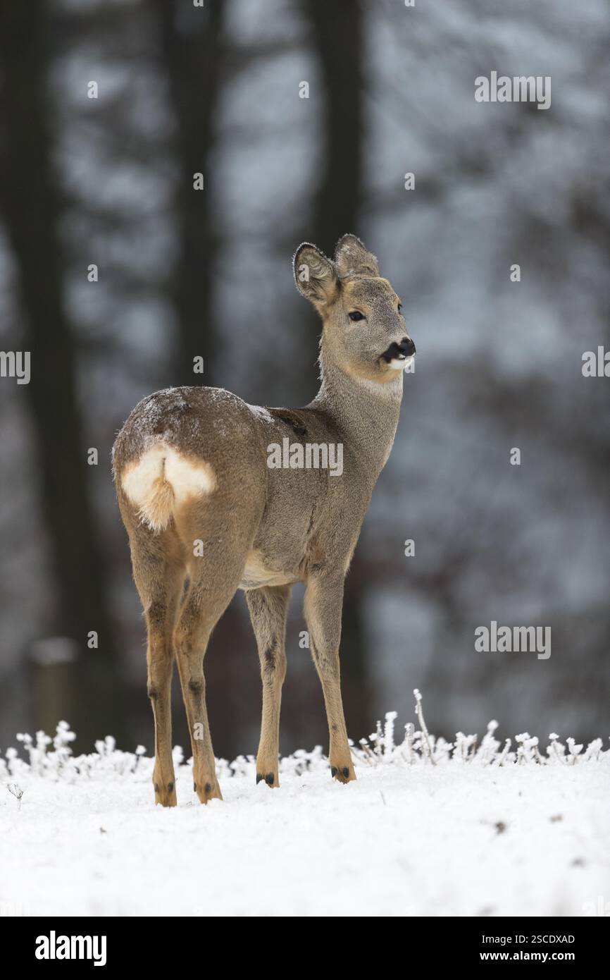 Roe deer standing in hoar frosted dead stinging nettle at minus 15 Â°C ...