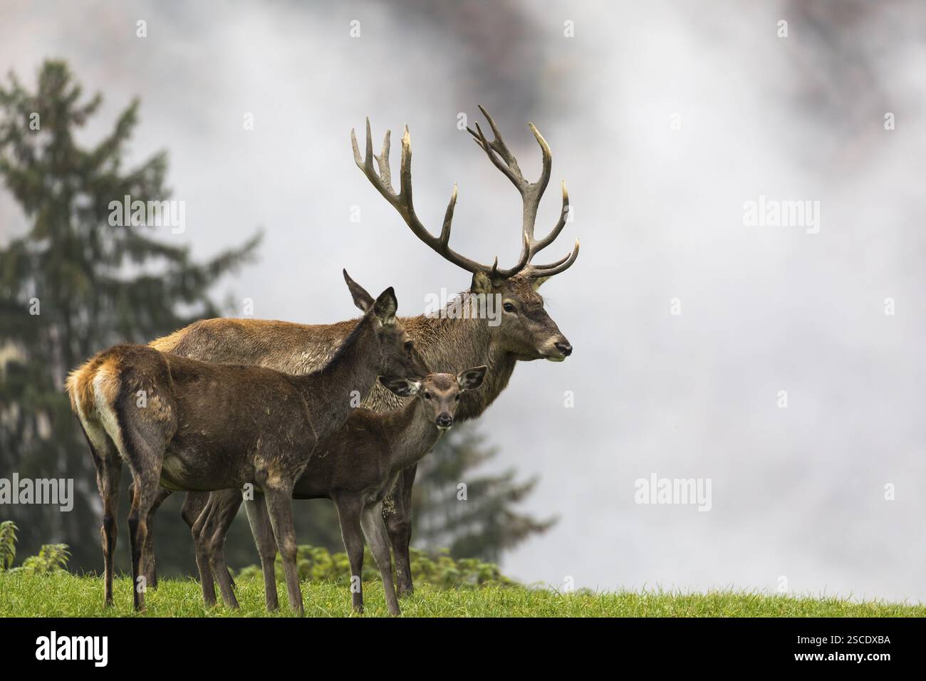 Red Deer buck at the end of the rutting season, with a female and a ...