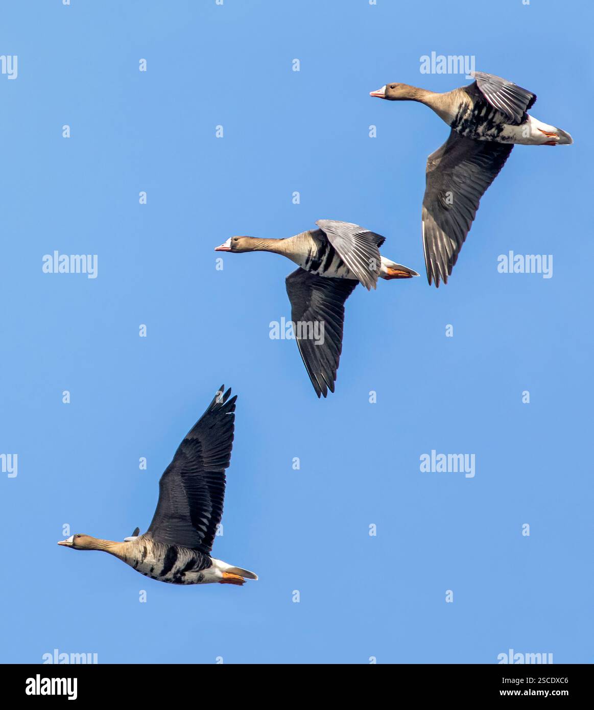 The greater white-fronted goose (Anser albifrons Stock Photo - Alamy