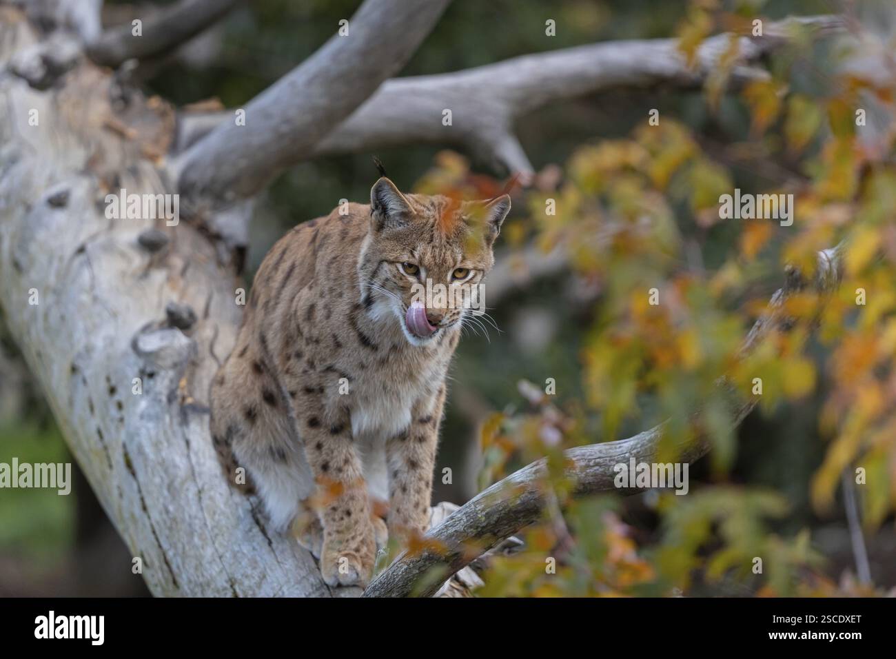 One Eurasian lynx, (Lynx lynx), sitting on a fallen tree, grooming ...