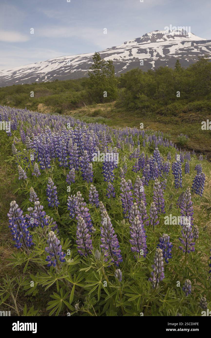 Nootka lupine, Lupinus nootkatensis, covering large areas in iceland to ...