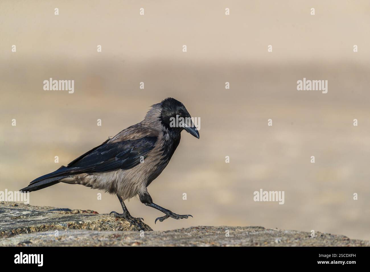 One adult hooded crow (Corvus cornix), sitting on concrete at a beach ...