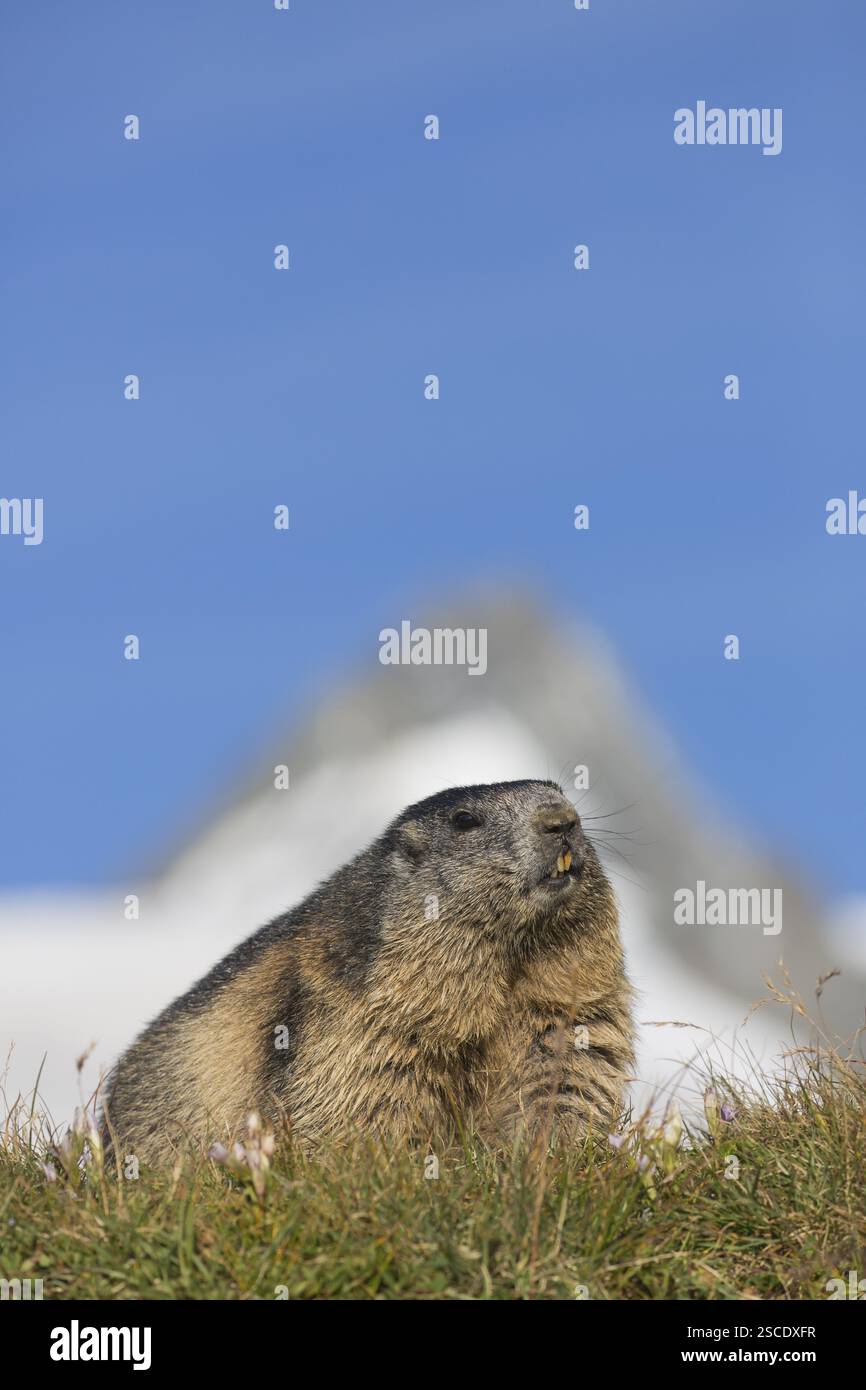 One adult Alpine Marmot, Marmota marmota, sitting in front of the Grossglockner mountain in ...