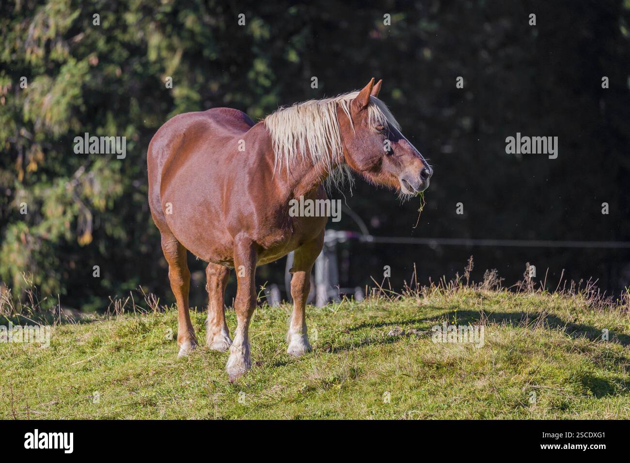 Noriker horses hi-res stock photography and images - Alamy
