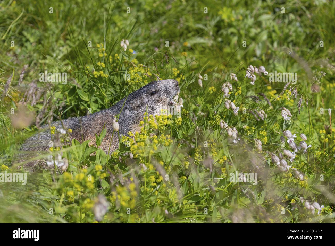 One adult Alpine Marmot, Marmota marmota, feeding on flowering herbs ...
