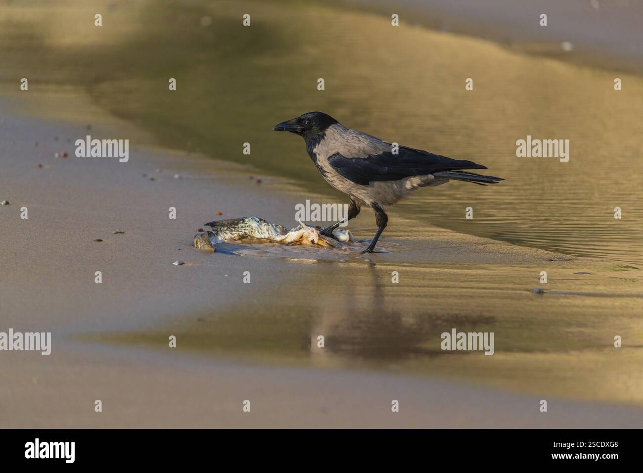 One adult hooded crow (Corvus cornix), eating a fish at a beach of the ...